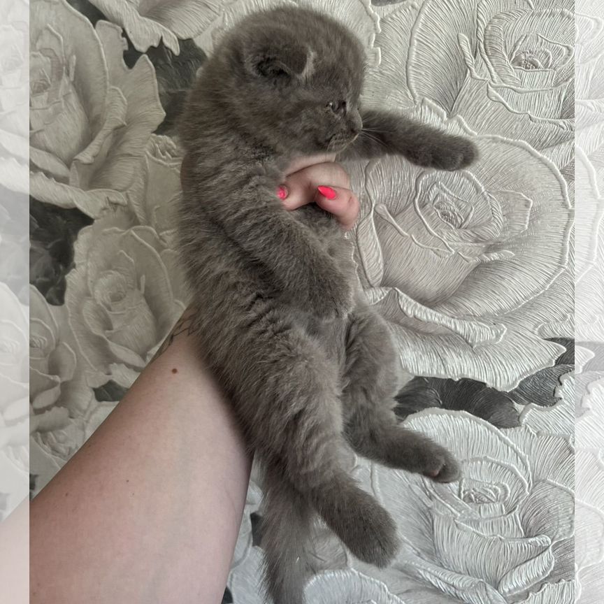 Шотландский вислоухий короткошёрстный котёнок