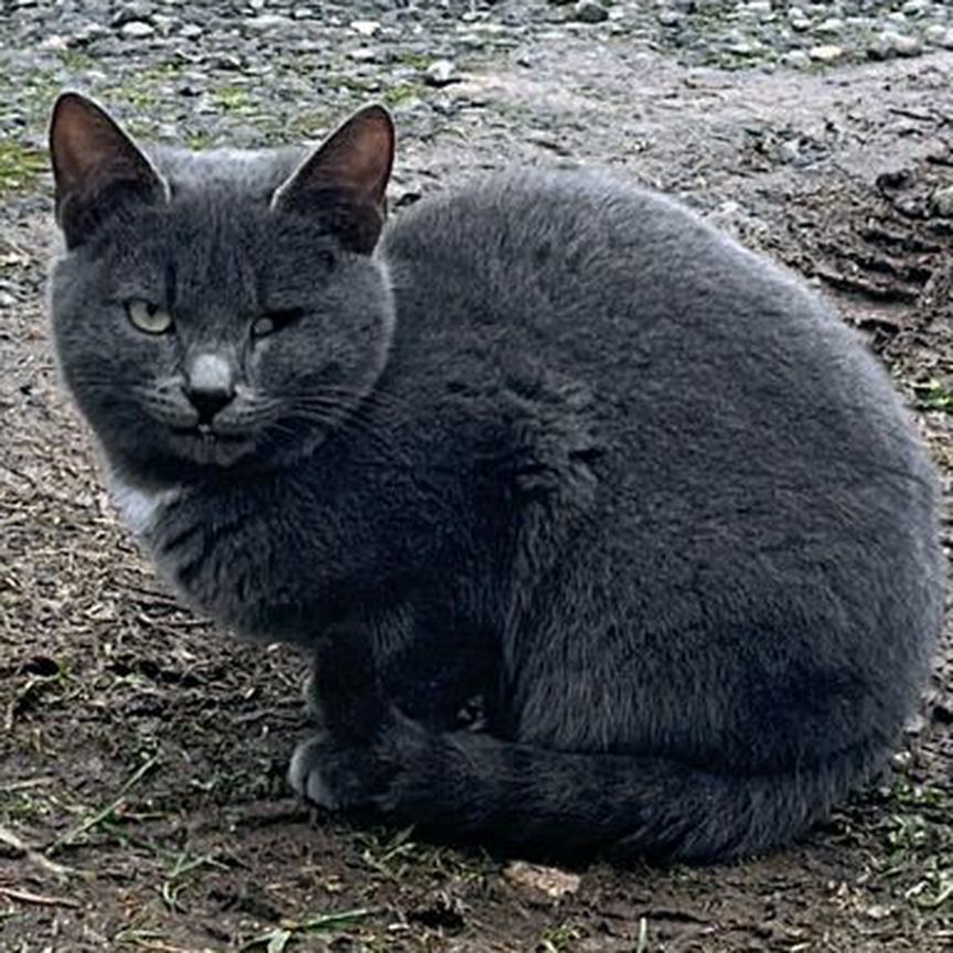 Котята выживают на улице