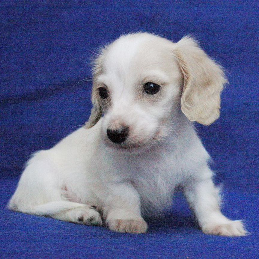 Девочка Снегурочка