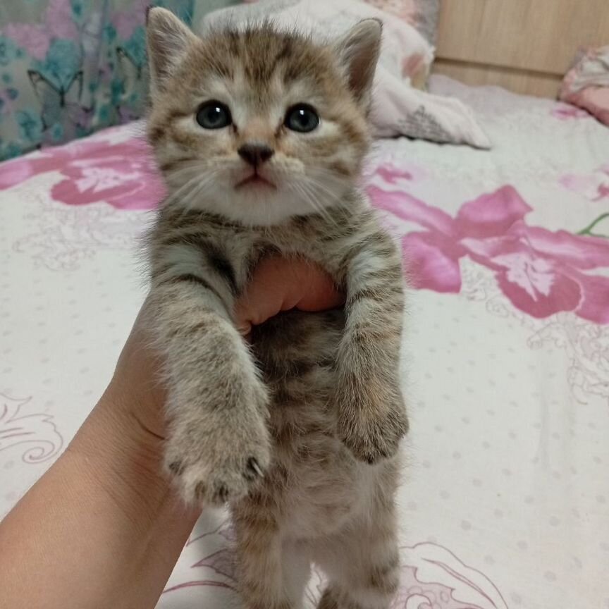 Отдам котят, две девочки, 1 месяц