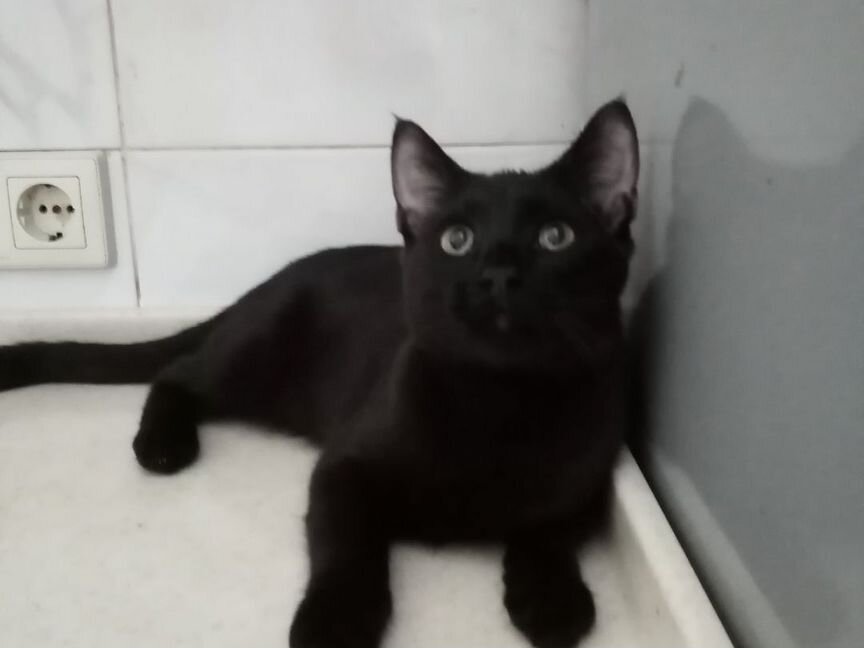 Котенок-оберег