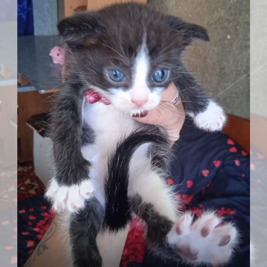 Котята