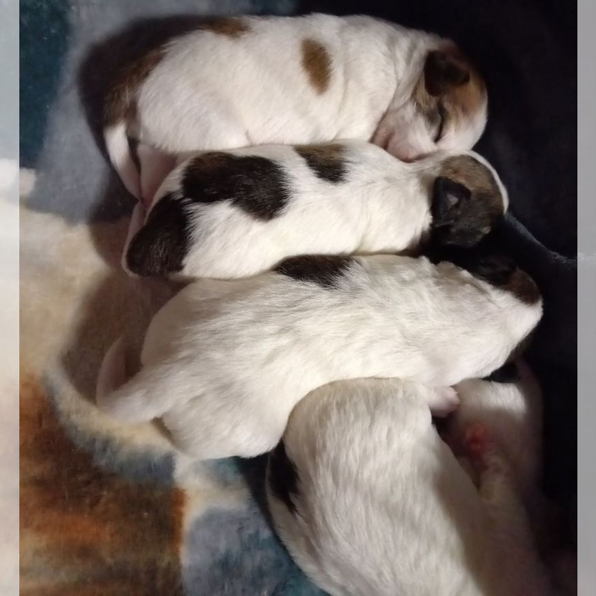 Джек-рассел-терьер, щенок