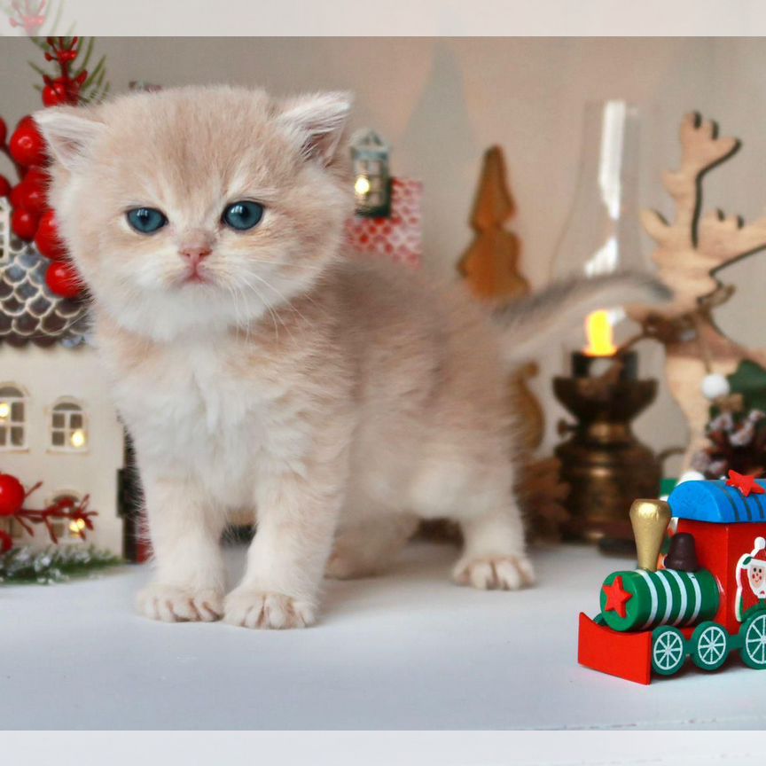 Британский котенок Курасао