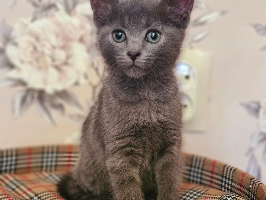 Русские голубые котята