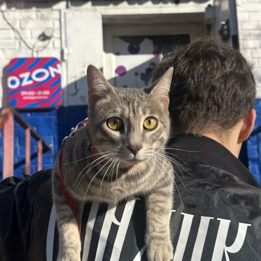 Бенгальская кошка, вязка