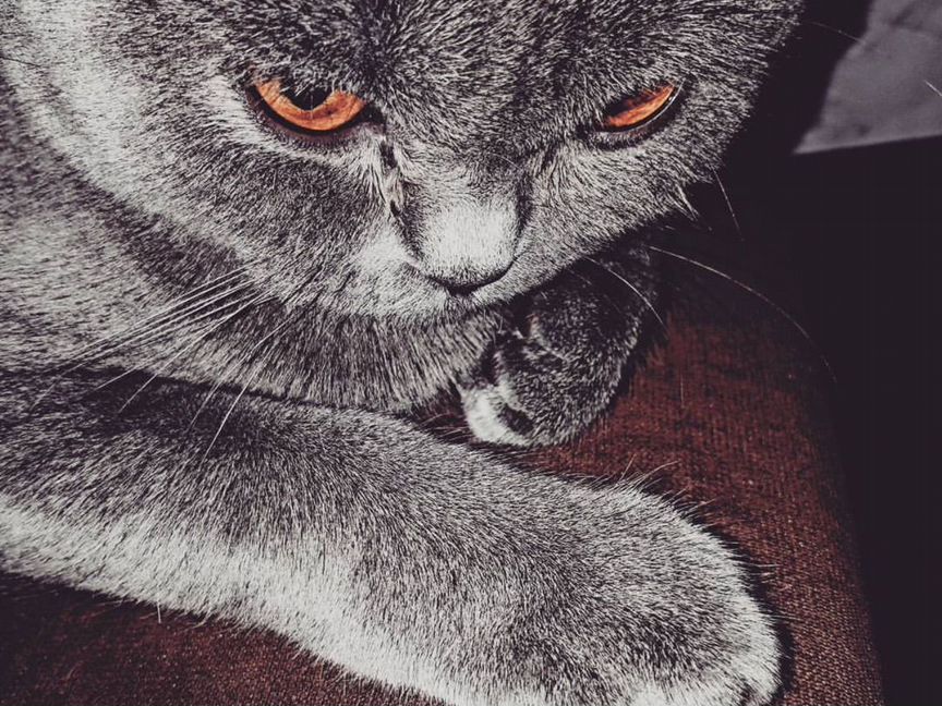 Кошечки в добрые руки