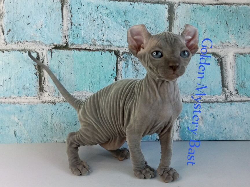 Сфинкс Эльф