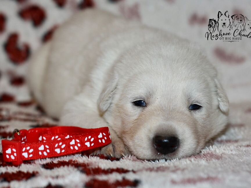 Щенки Белой Швейцарской Овчарки