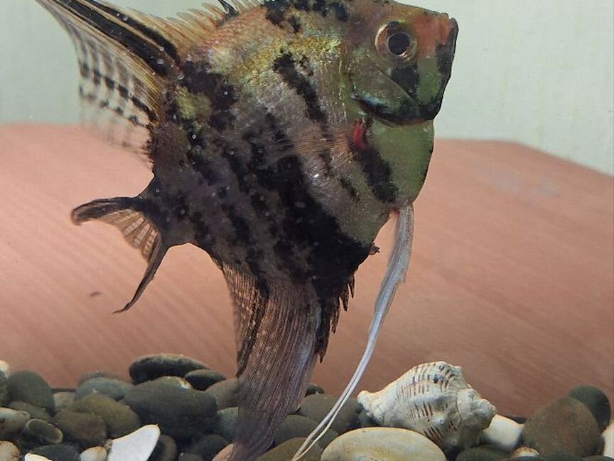 Рыбка скалярия