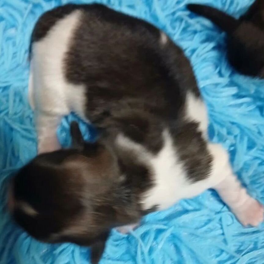 Пекинес, щенок