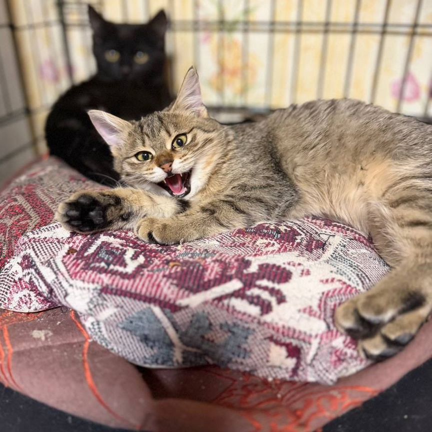 Котёнок в добрые руки