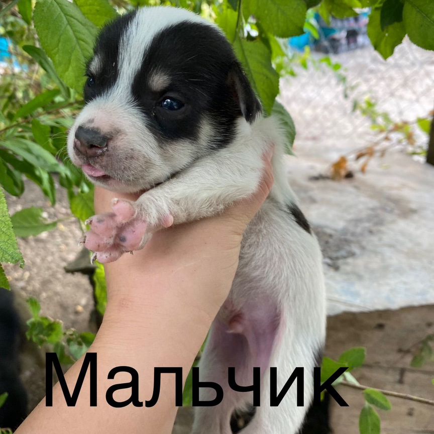 Щенки бесплатно