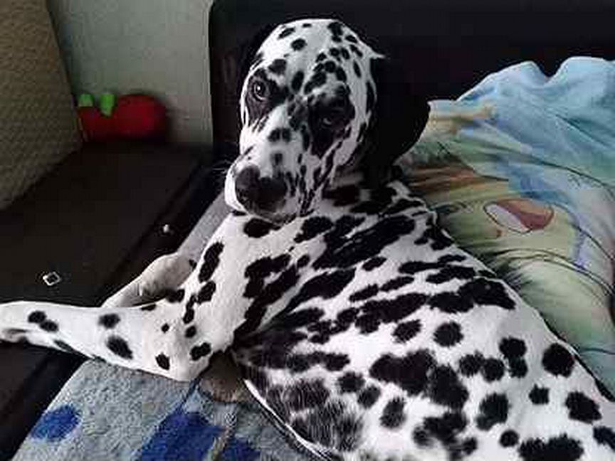 Далматин девочка