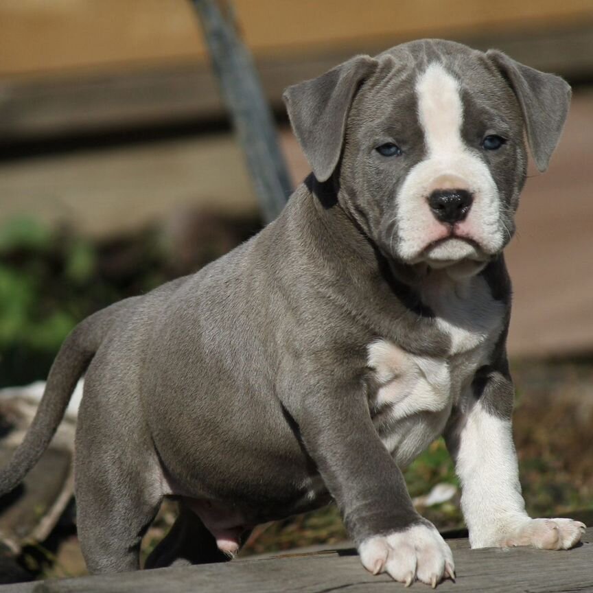 Щенки голубого амстаффа