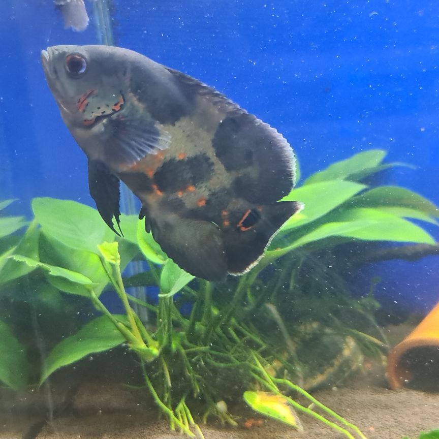 Астронотус тигровый