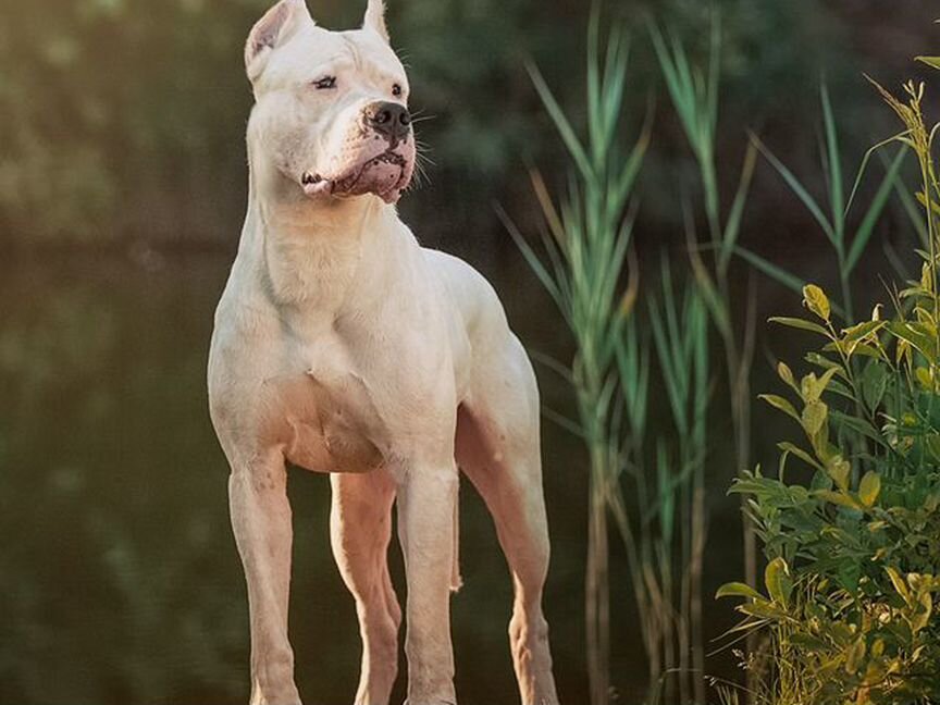 Щенки аргентинского дога