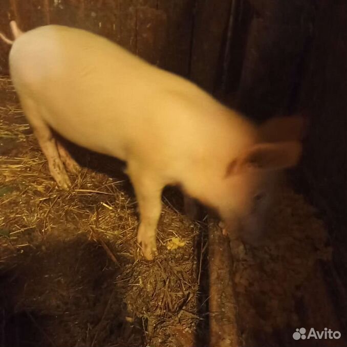 Поросенок ландрас