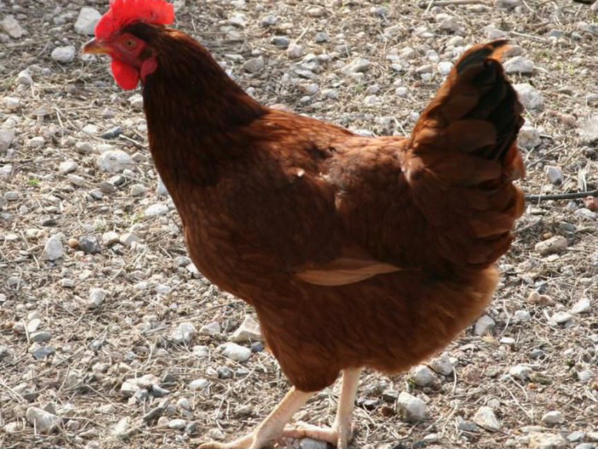 Несушка Браун Ник