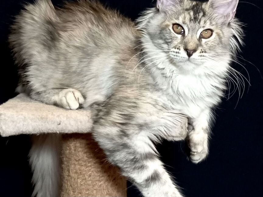 Мейн-кун девочка