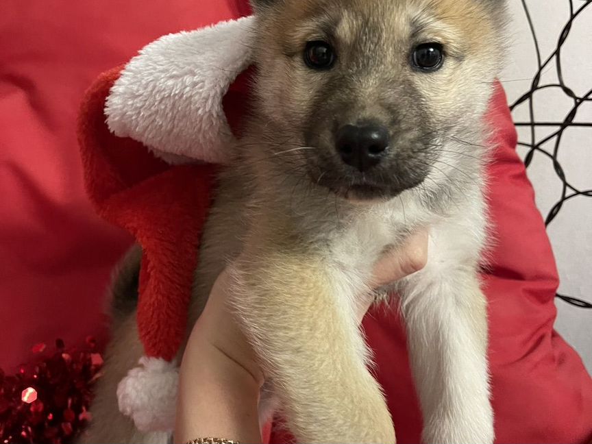 Собака в добрые руки щенок