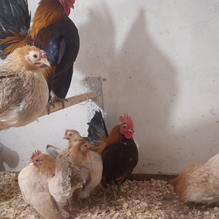 Курочки Серама