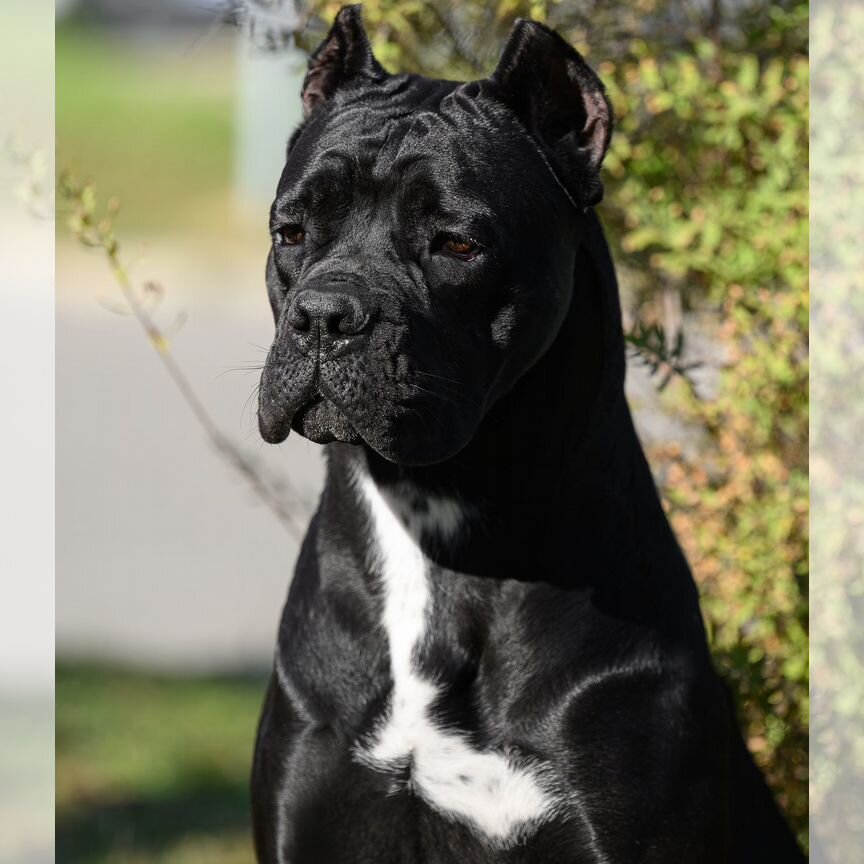 Кане-корсо, щенок