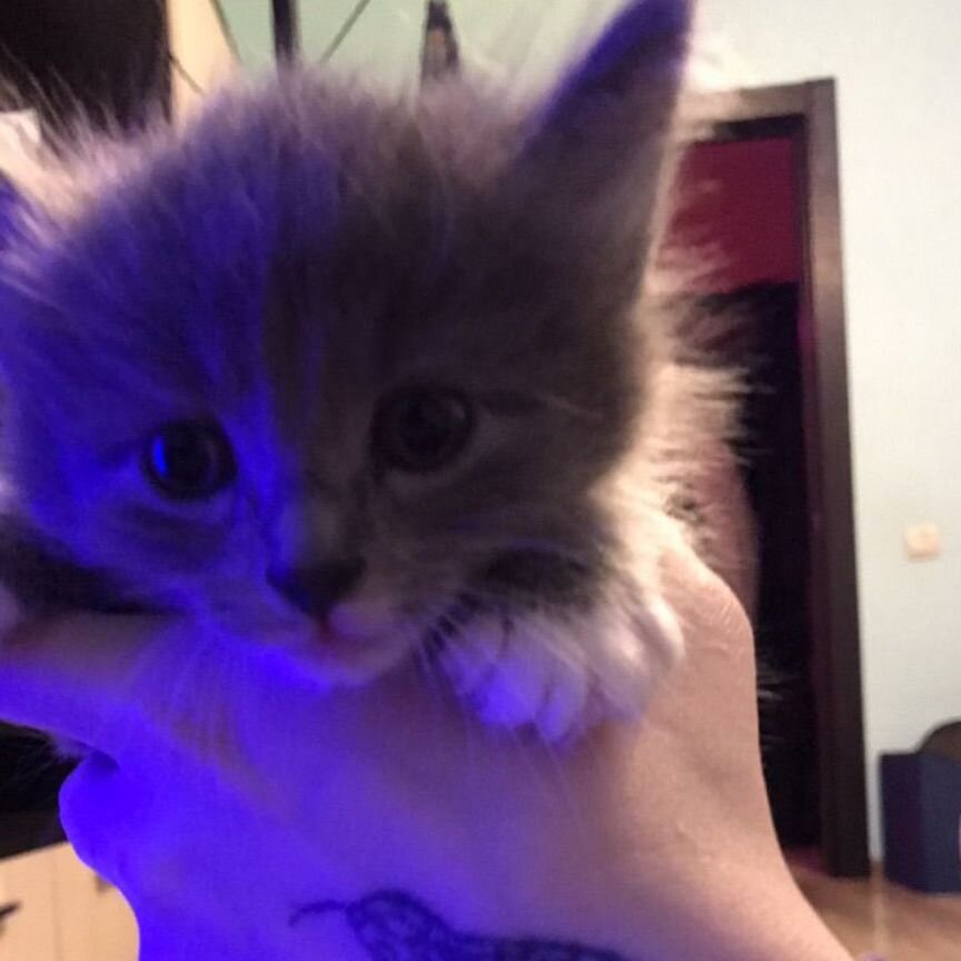Котёнок в добрые руки