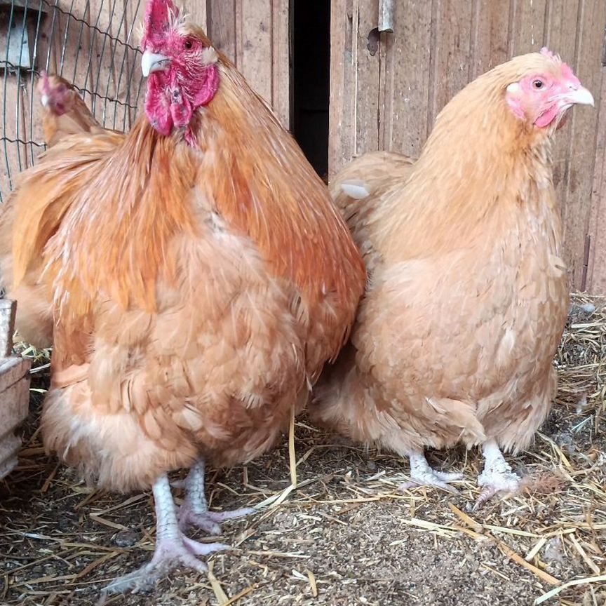 Орпингтон палевый, куры,петухи