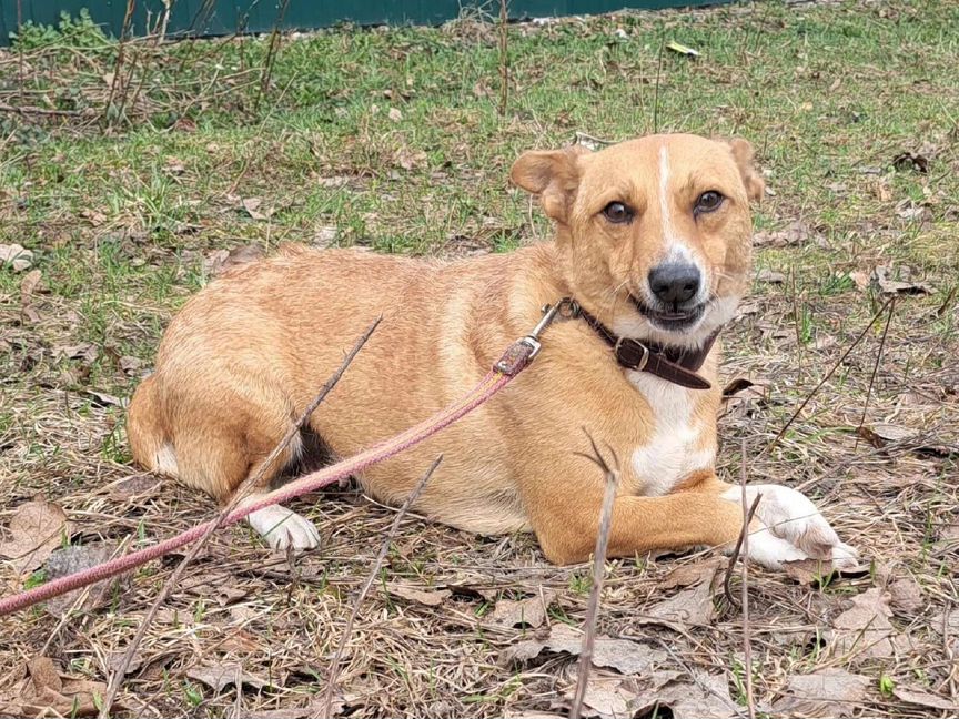 Собака в добрые руки отдам бесплатно