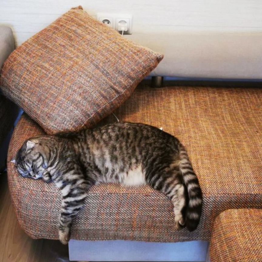 Британская длинношёрстная кошка, взрослая