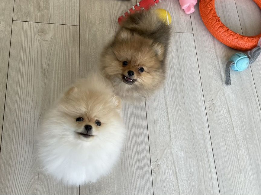 Щенята Померанский шпиц Москва