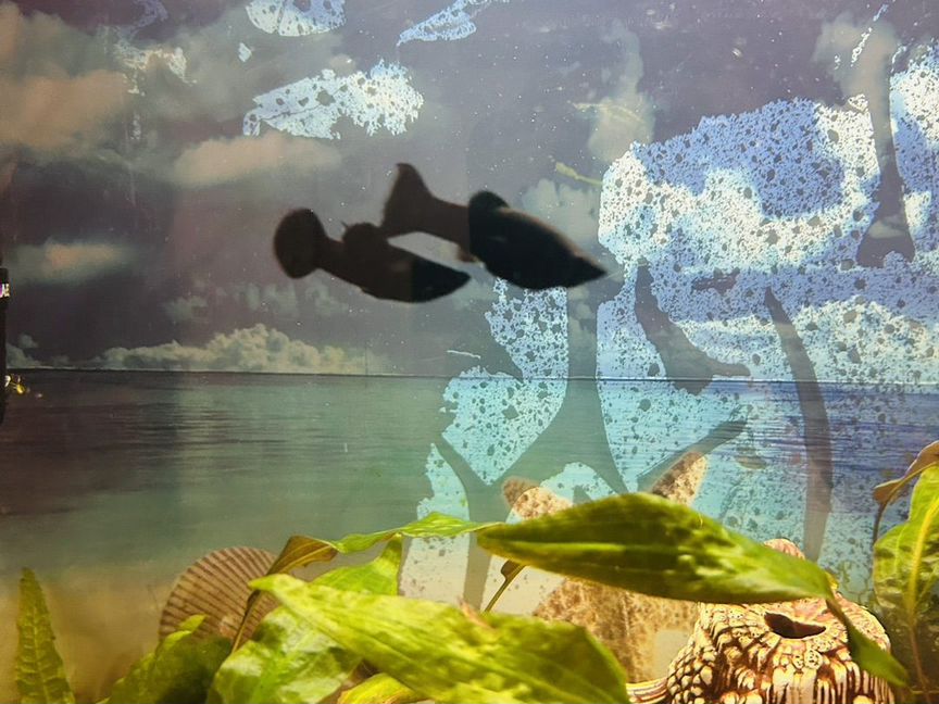 Моллинезия