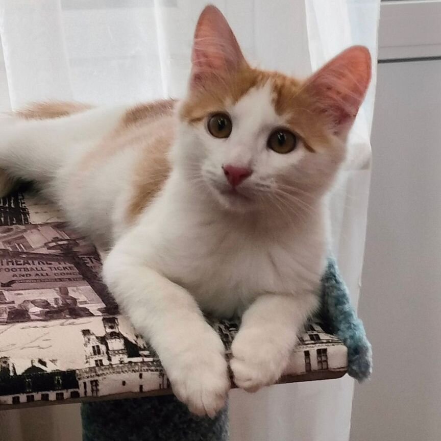 Чудесный Марсель, 5 мес. В добрые ручки