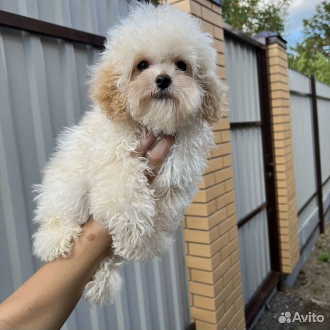 Мальтипу ф1 мальчик красавчик