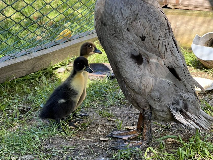 Утята индийский бегунок