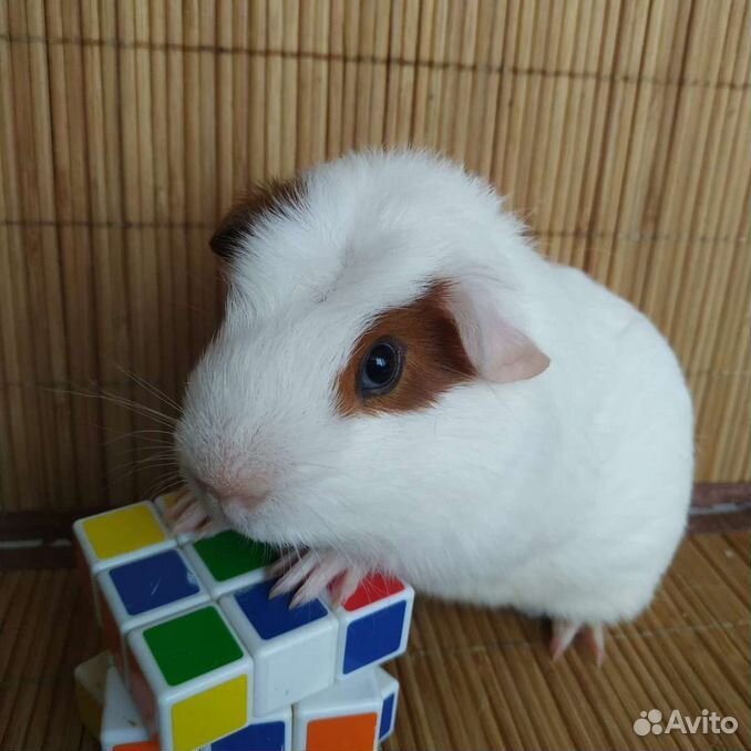 Морская свинка Цветной английский крестед