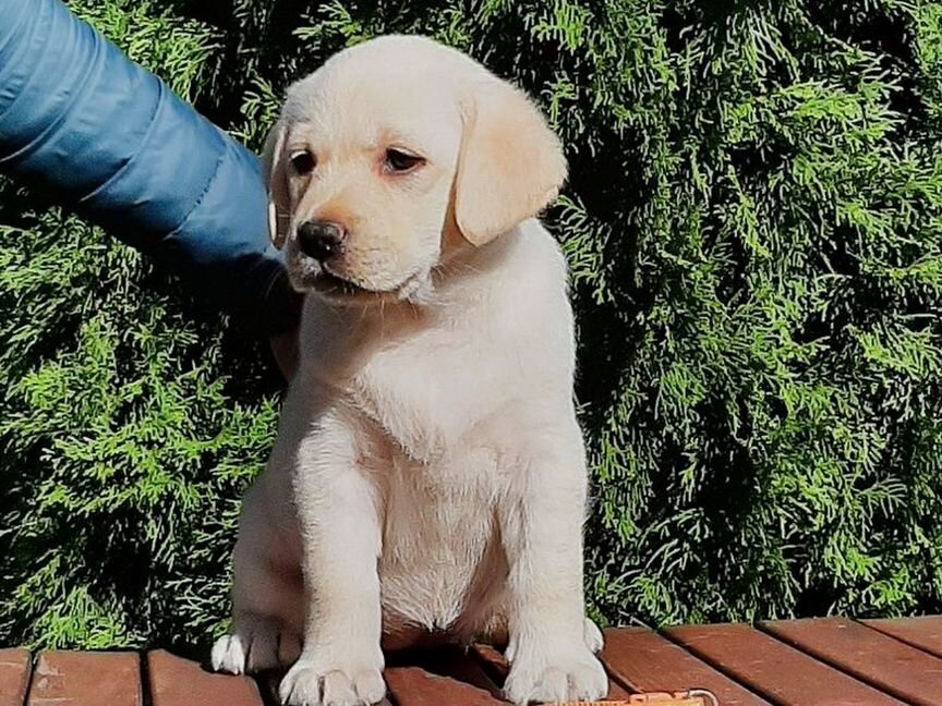 Щенки лабрадора