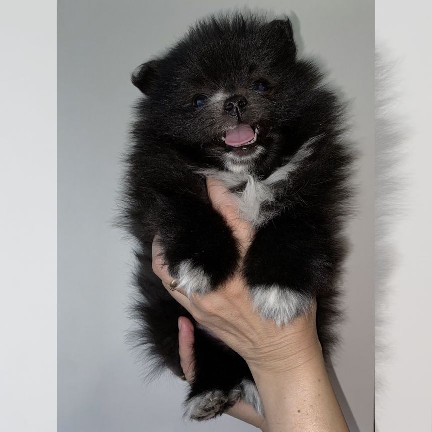 Немецкий шпиц, щенок