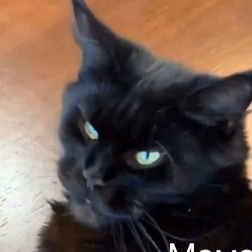 Мейн-кун котёнок