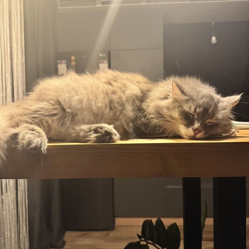 Отдам в добрые руки котиков