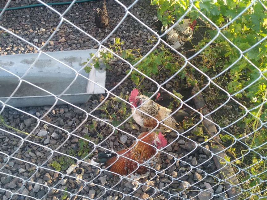 Декоративные карликовые куры