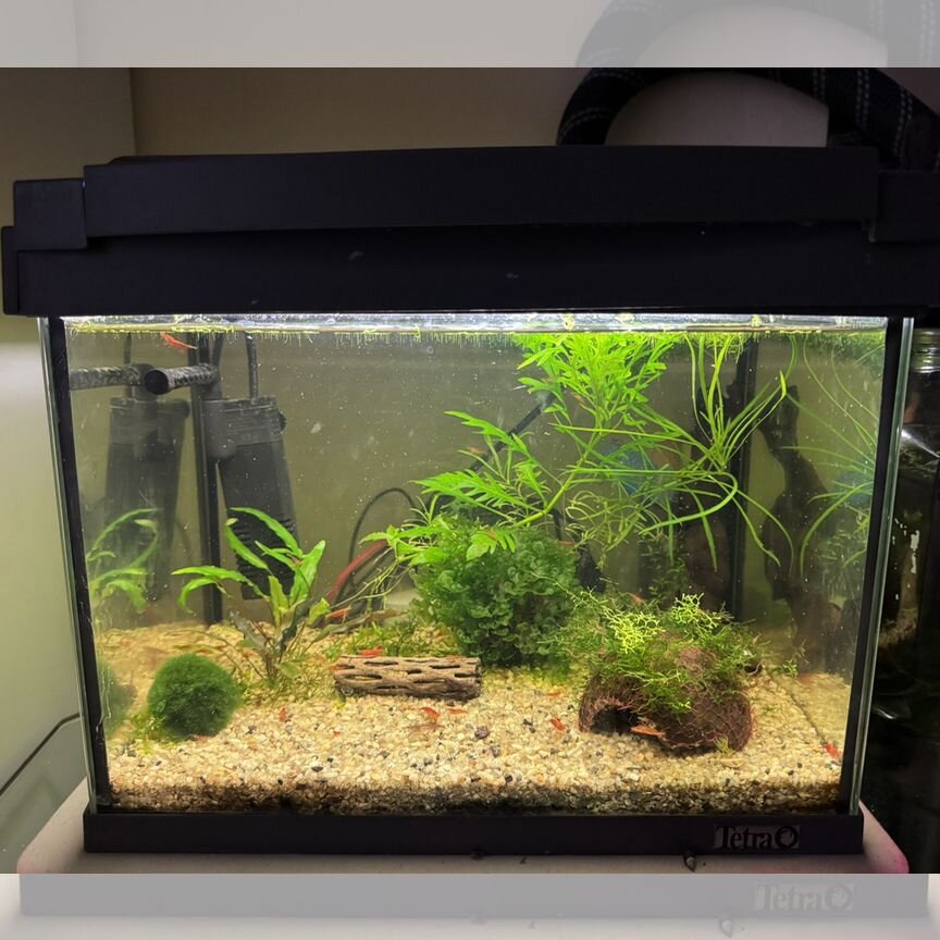 Аквариум креветочник 20 литров