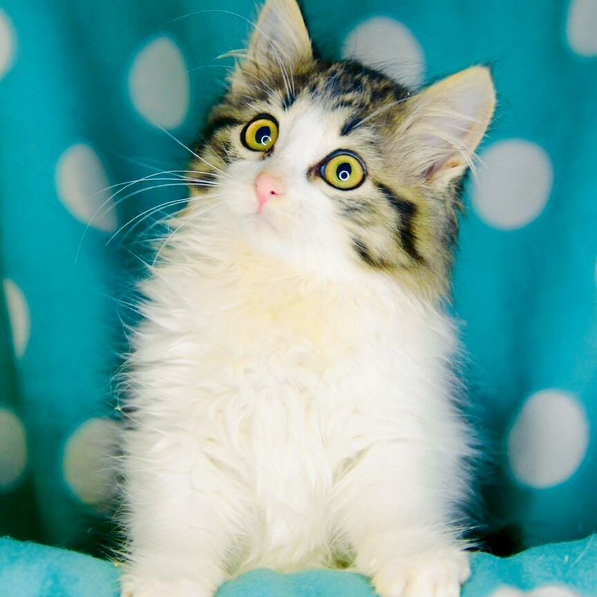 Котёнок мальчик