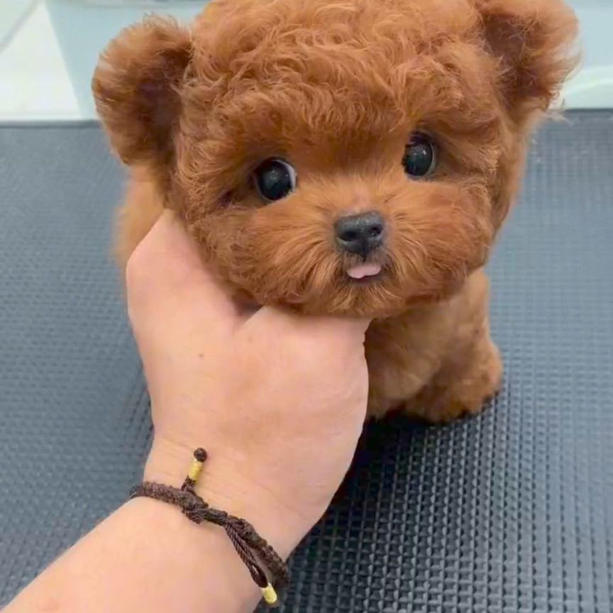 Той-пудель тикап тедди Китай