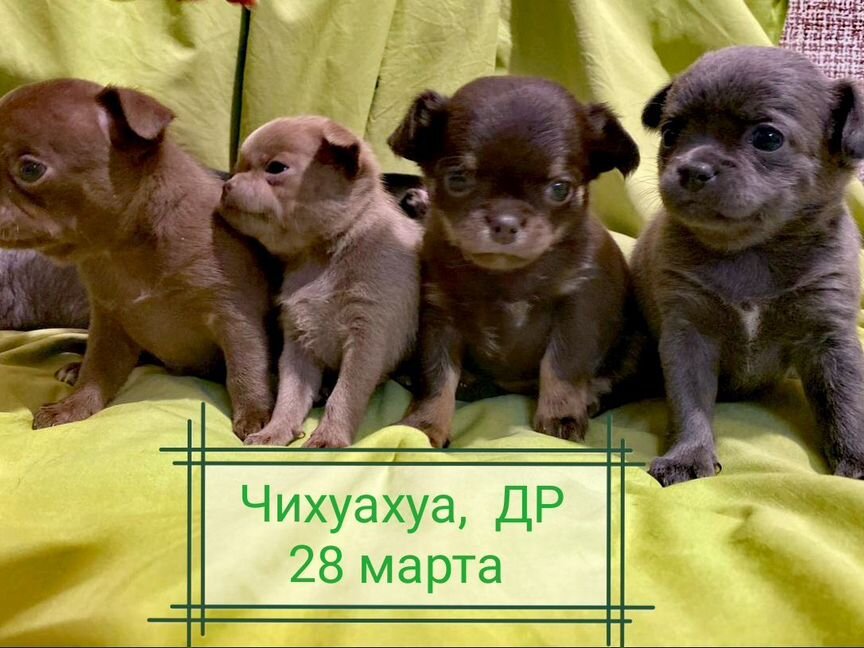 Щенки чихуахуа редких окрвсов