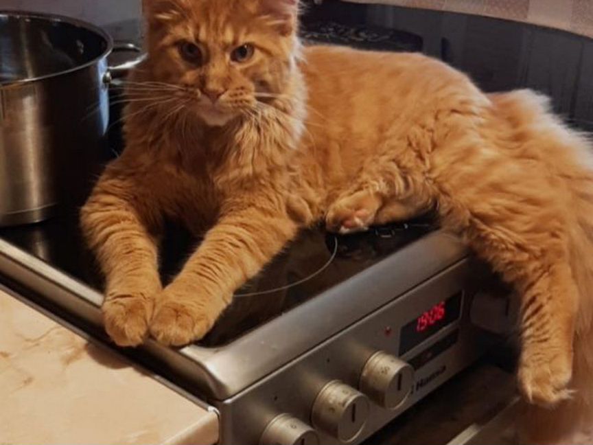 Майн кун вязка