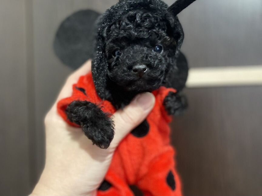 Малюсенький той пуделек 1,5 мес