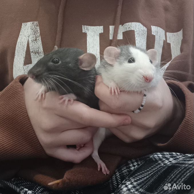 Отдам двух крыс
