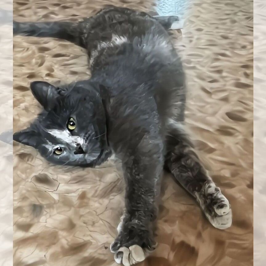 Котёнок в добрые руки